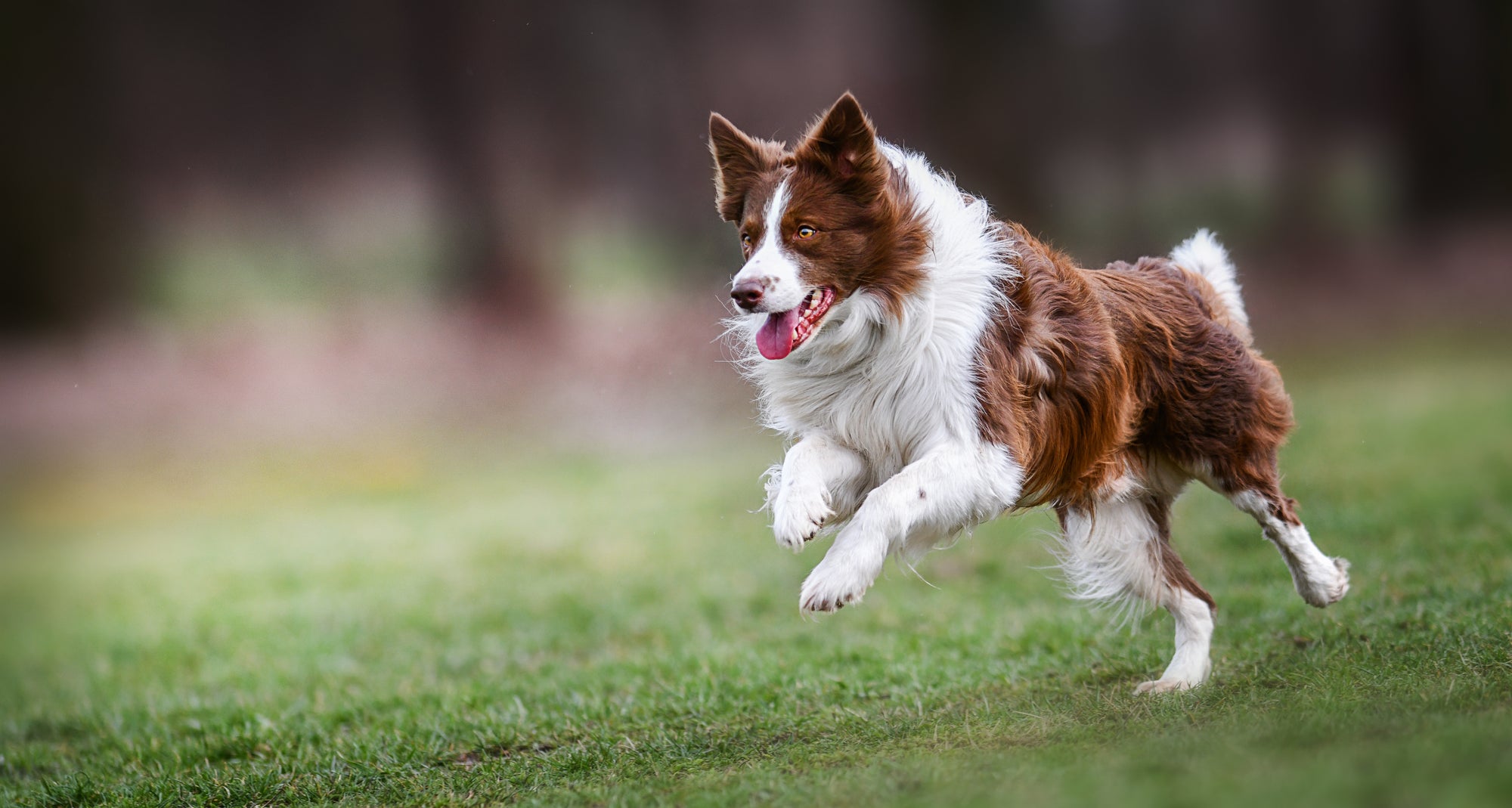 Quality Canine Care with Premium Products for your Pet | True Dog ...