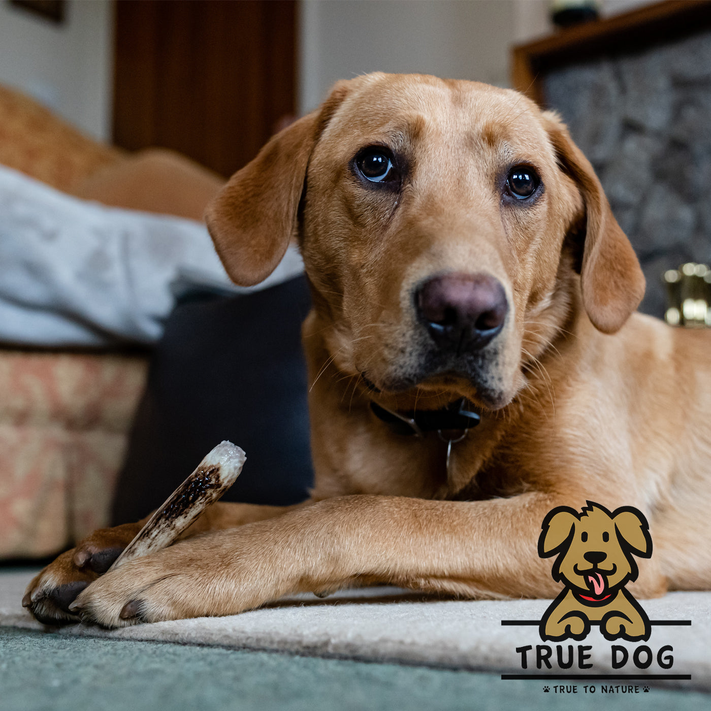 Split Red Deer Antler Treats for Dogs- 100% Natural Split Antlers ...