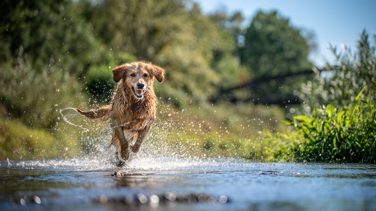 Quality Canine Care with Premium Products for your Pet | True Dog ...