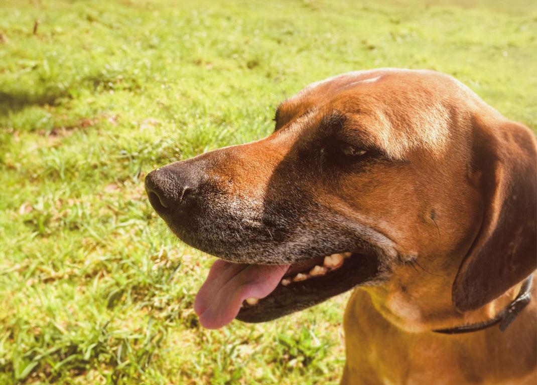 About Our Business | True Dog Story and Mission | True Dog – True Dog UK